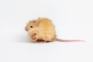 Woolly Mouse… – Physics and Nano